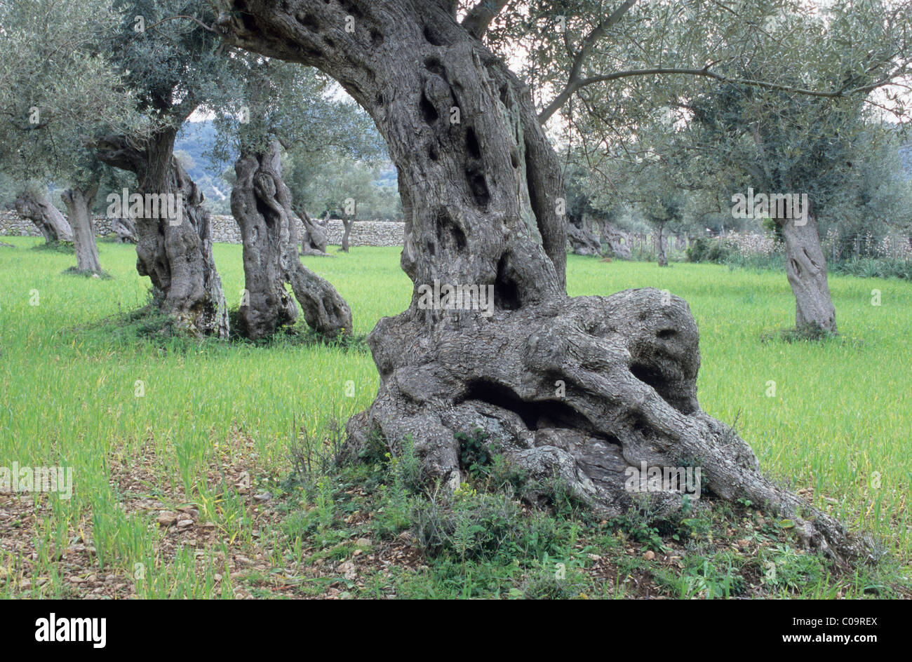 Ancient olive trees (Olea europaea), Majorca, Spain, Europe Stock Photo ...