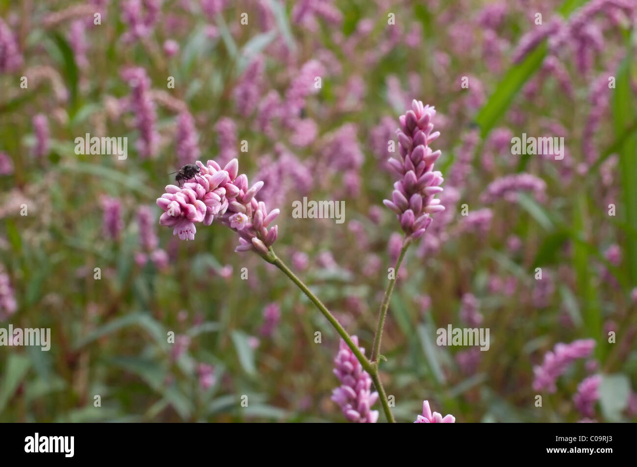 Wild water knotweed (Polygonum amphibium) with a fly in a vernal pond ...