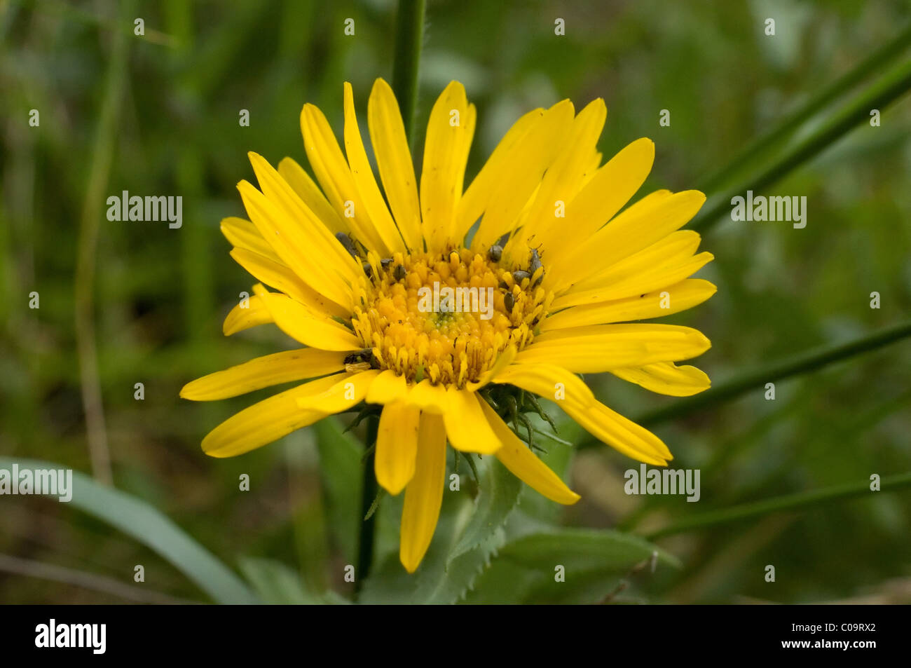 Grindelia inuloides hi-res stock photography and images - Alamy