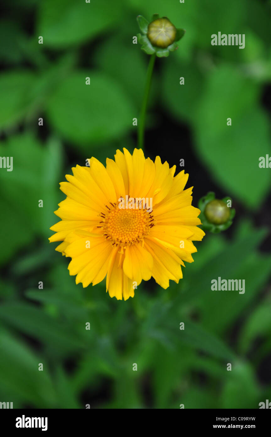 Coreopsis daisy hi-res stock photography and images - Alamy