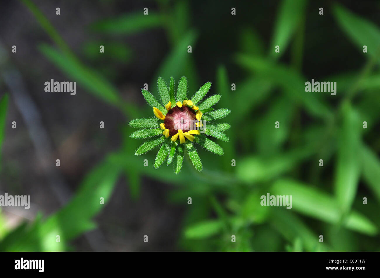 A single yellow daisy bud in the summer Stock Photo - Alamy