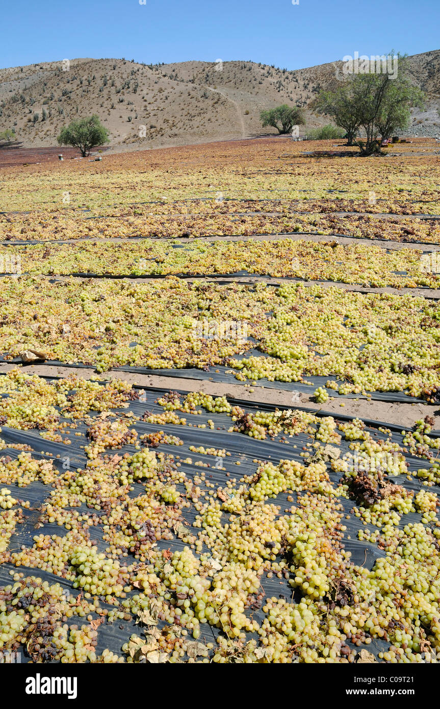 Drying of grapes, raisins, dried fruit, agriculture, Vicuna, Valle d ...