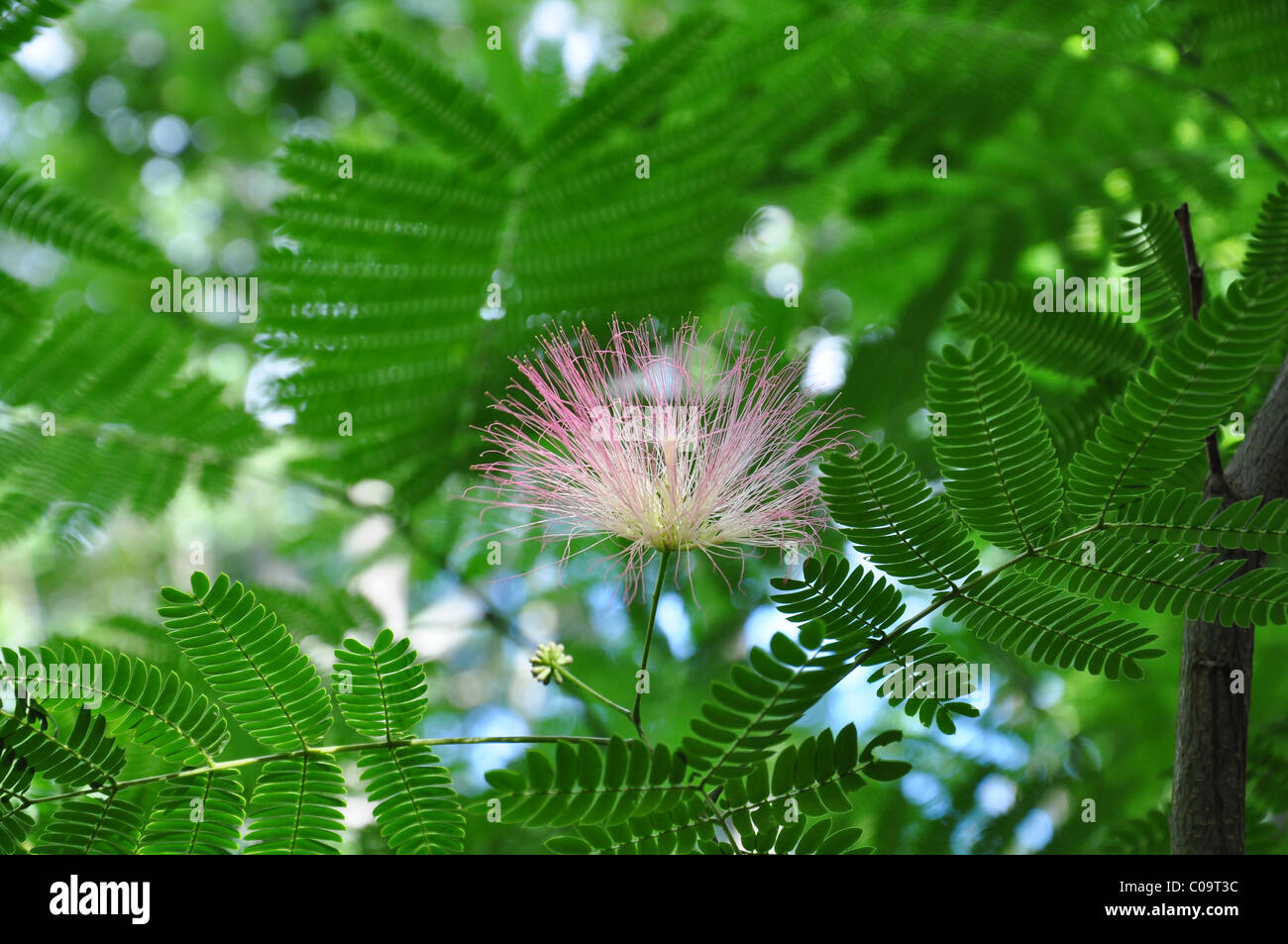 Surinam Powderpuff tree flower blossom Stock Photo - Alamy