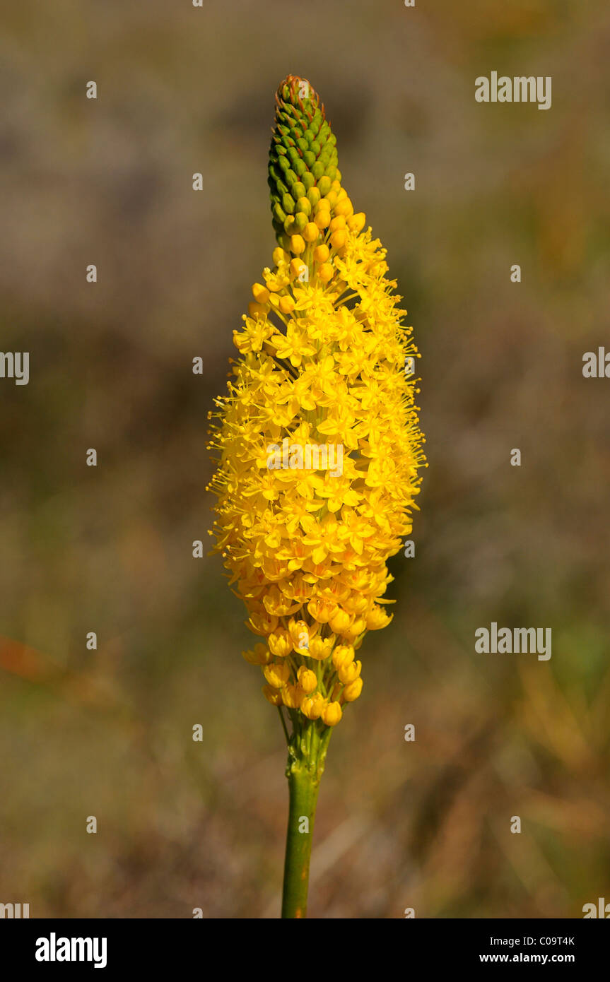Bulbinella latifolia hi-res stock photography and images - Alamy