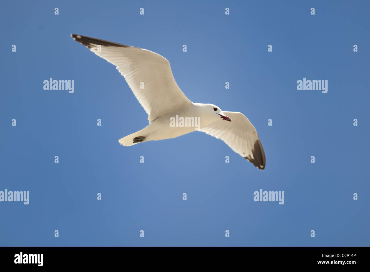 Seagull in flight Stock Photo - Alamy