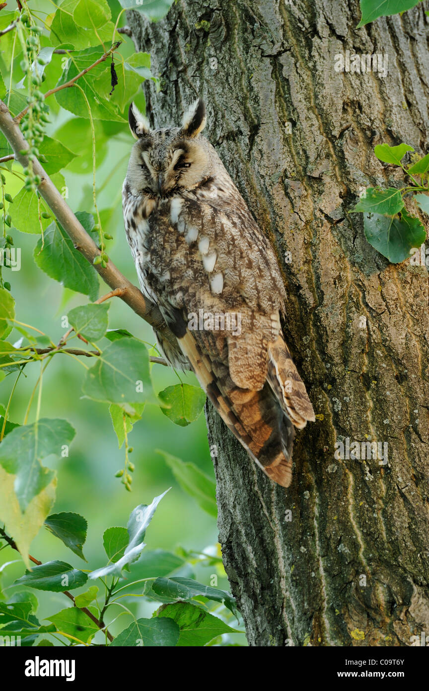 Camouflaging owl hi-res stock photography and images - Alamy