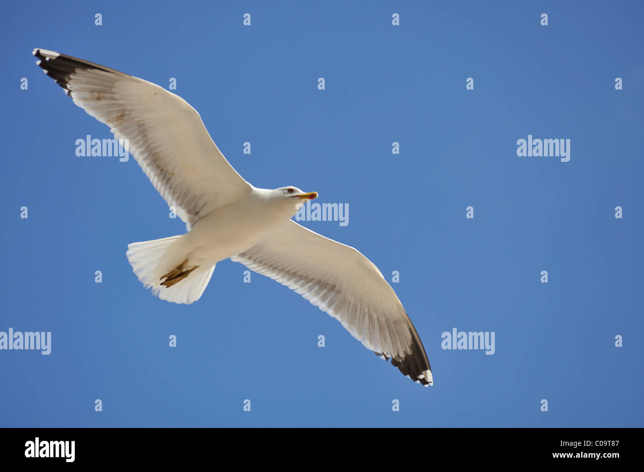 Birds of menorca hi-res stock photography and images - Alamy