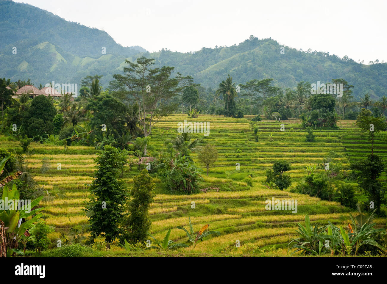 The Sideman Valley in Bali, Indonesia, has some of the most beautiful ...