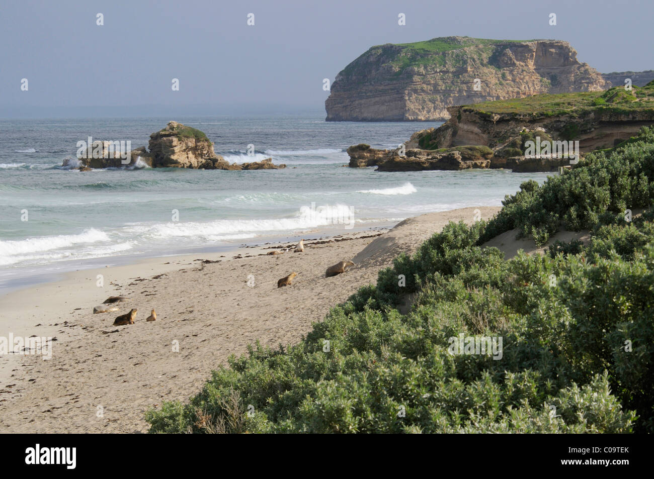 Seal Bay, Kangaroo Island, Australia Stock Photo - Alamy