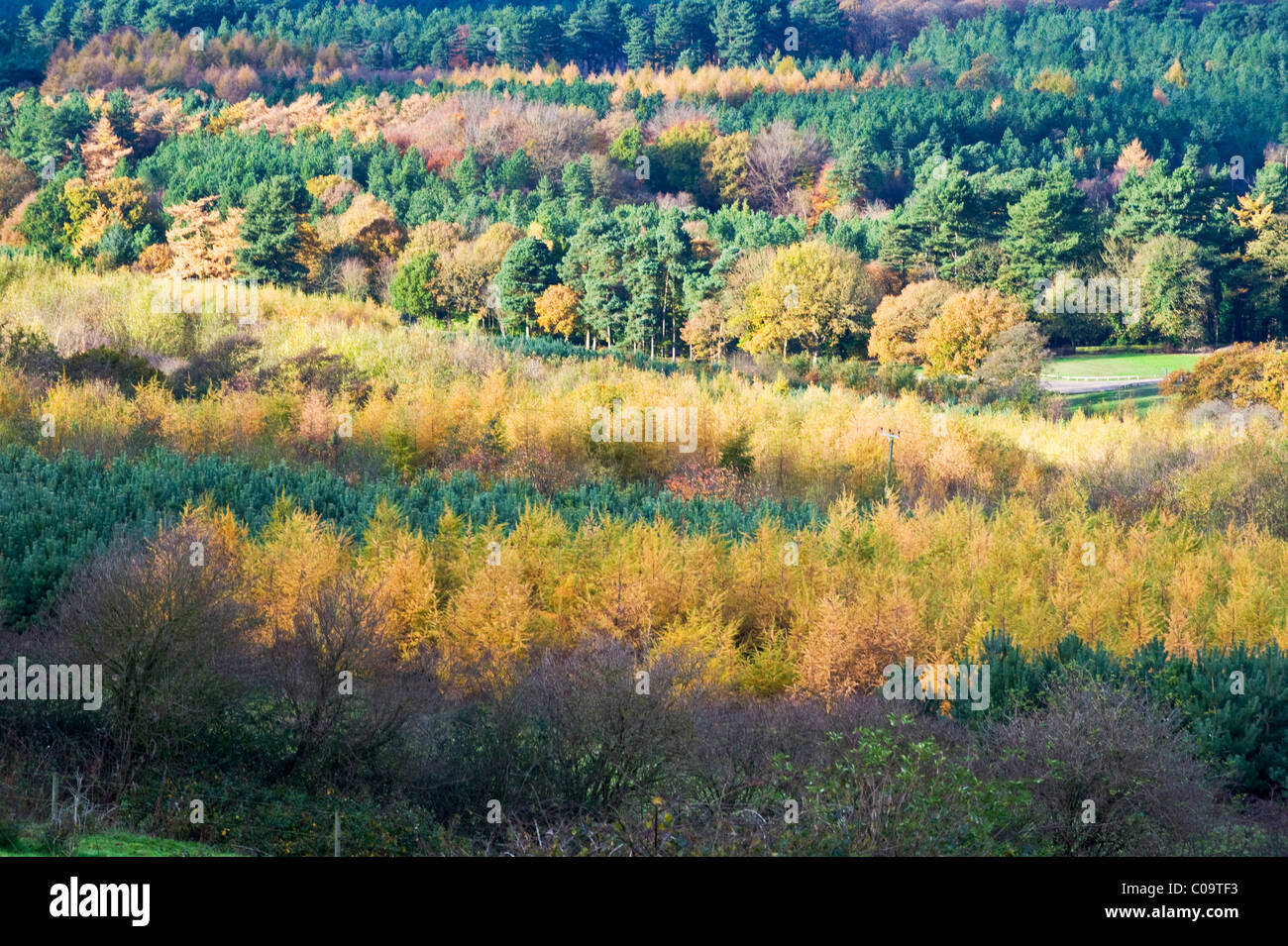 Colours of the forest hi-res stock photography and images - Alamy