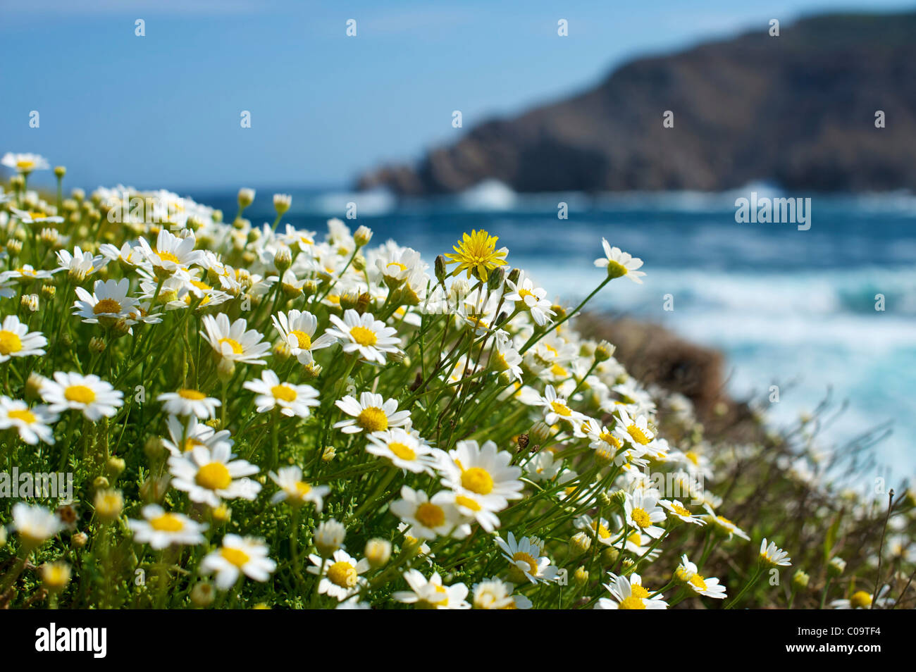 Menorca flowers hi-res stock photography and images - Alamy