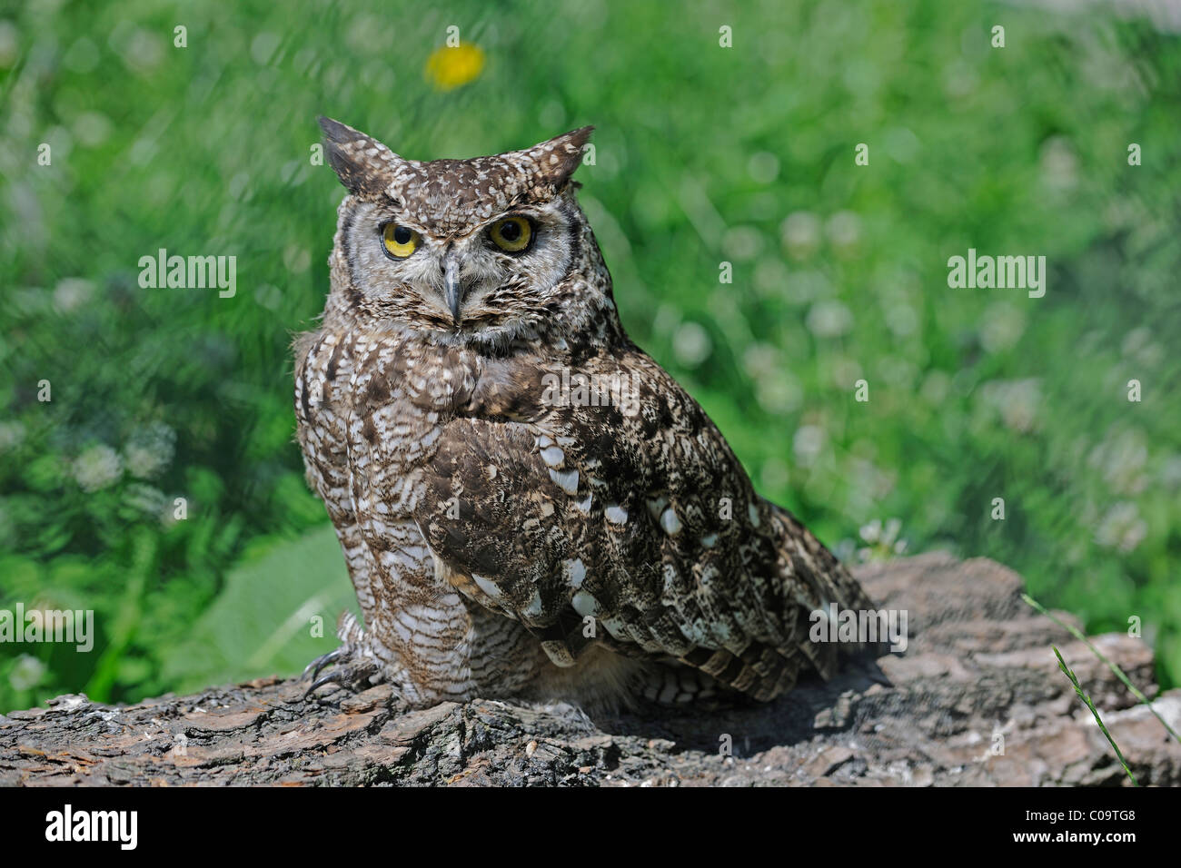 Spotted Eagle-owl (Bubo africanus), Africa Stock Photo - Alamy