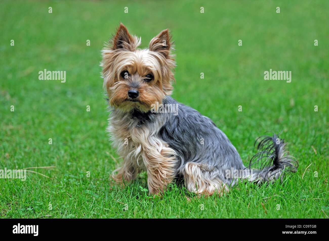 Yorkshire terrier, in a meadow Stock Photo - Alamy