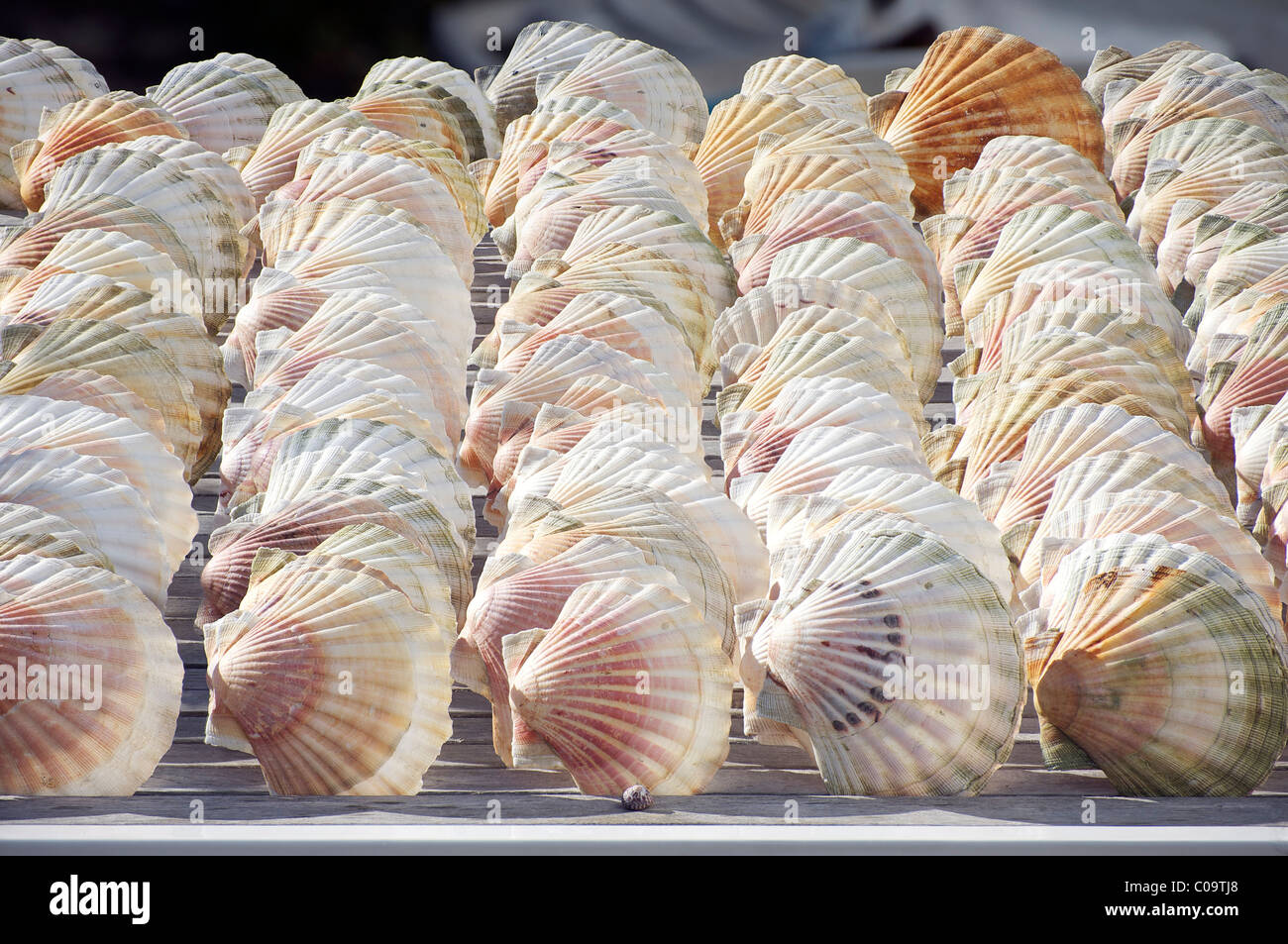 Scallops, including Great Scallop (Pecten maximus Stock Photo - Alamy