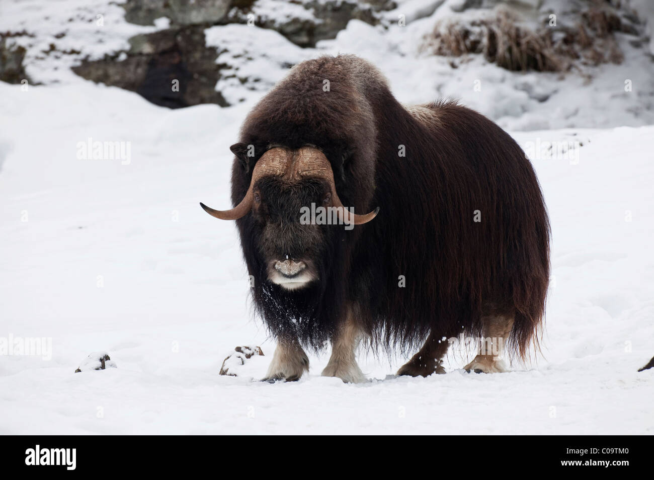 Musk ox snow hi-res stock photography and images - Alamy