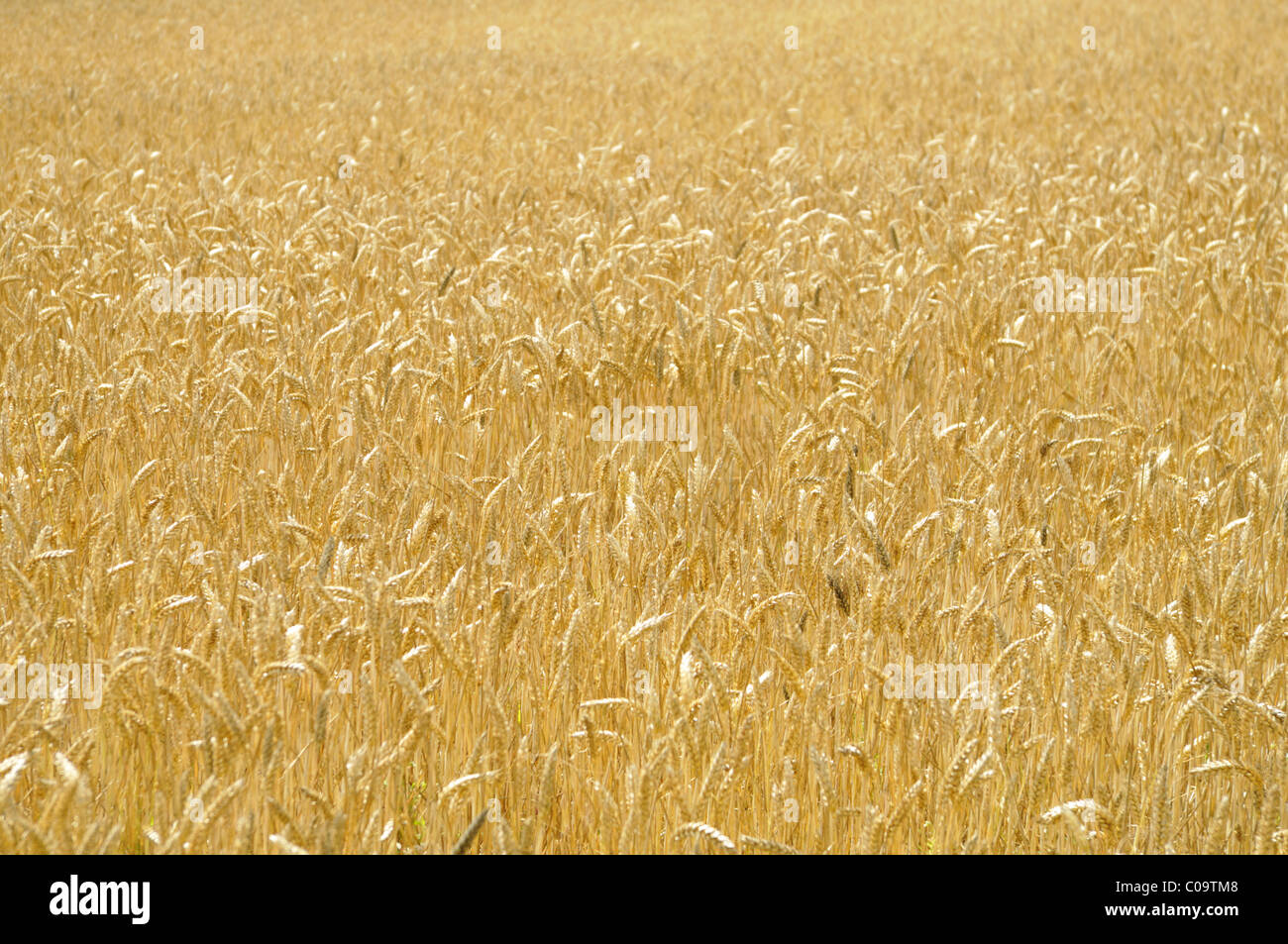 English wheat field in summer, UK Stock Photo - Alamy