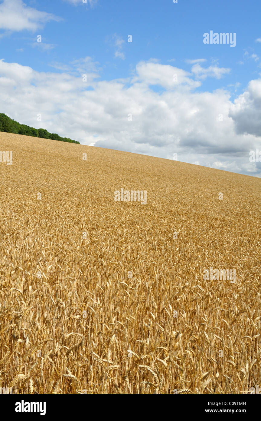 English wheat hi-res stock photography and images - Alamy