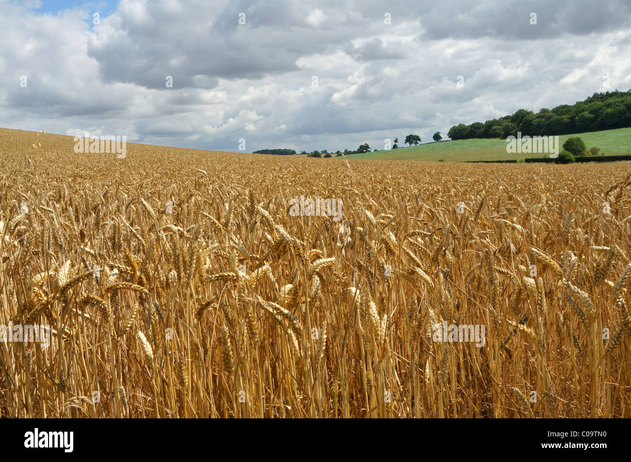 Wheat field uk hi-res stock photography and images - Alamy