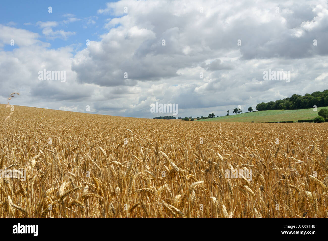 Wheat field uk hi-res stock photography and images - Alamy
