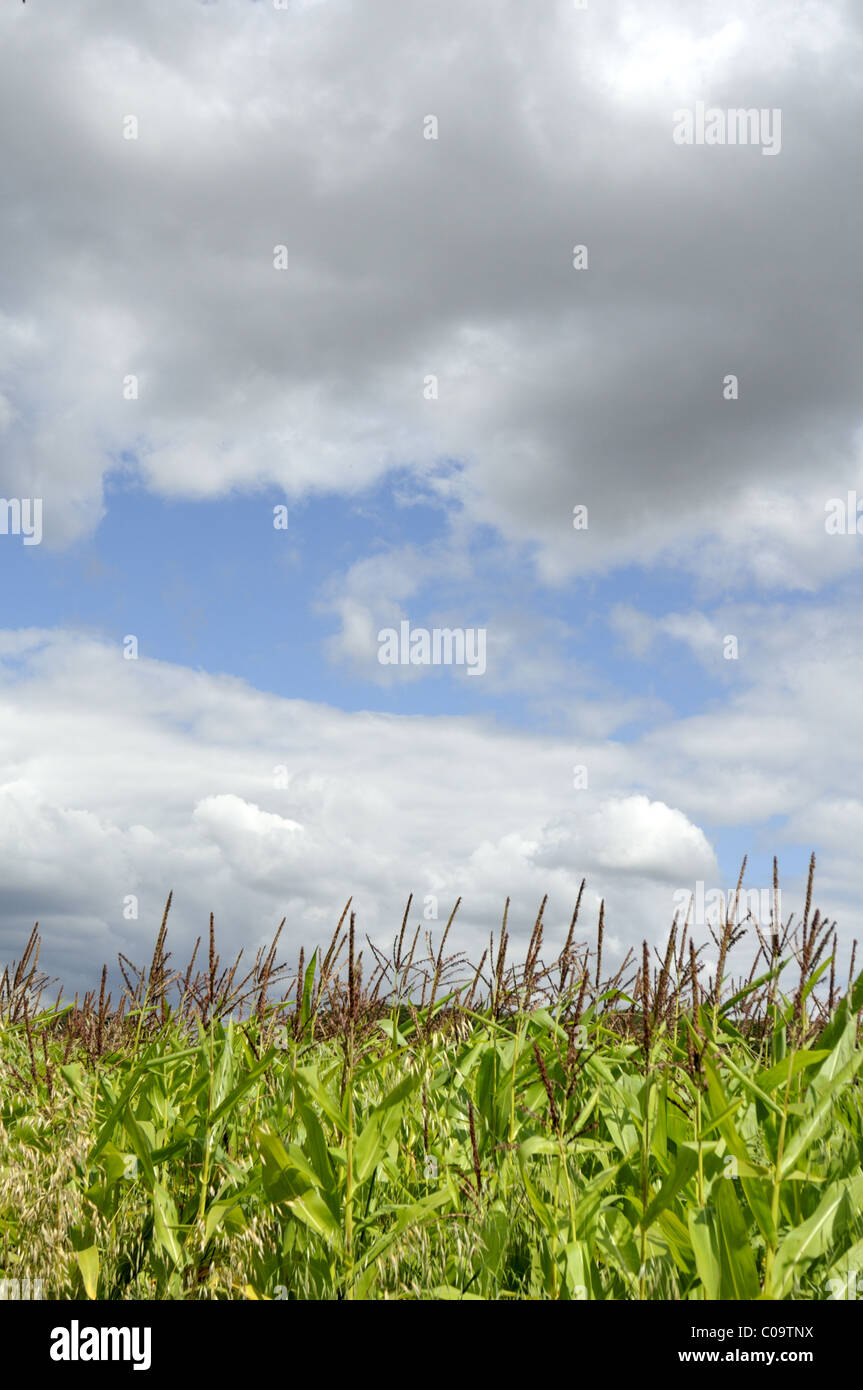 British corn field in summer Stock Photo - Alamy