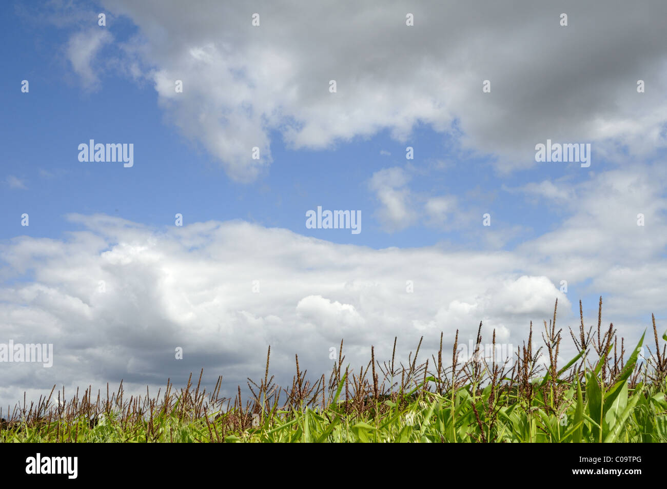 English corn field in summer Stock Photo - Alamy