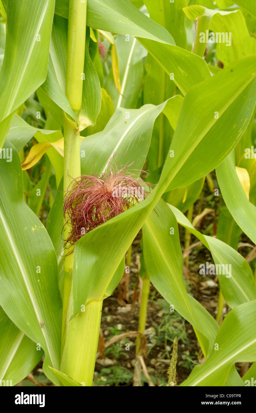 Growing sweet corn hi-res stock photography and images - Alamy
