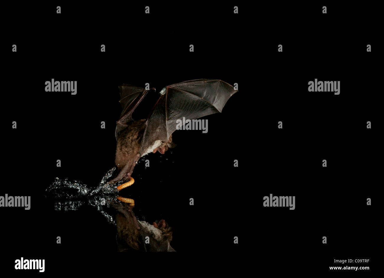 Daubenton's bat (Myotis daubentonii Stock Photo - Alamy