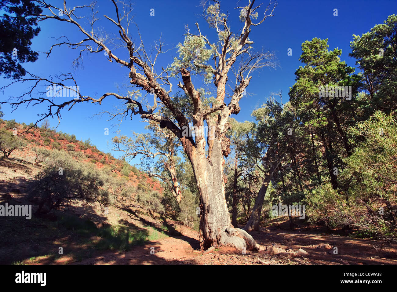 Flinders outback water hi-res stock photography and images - Alamy