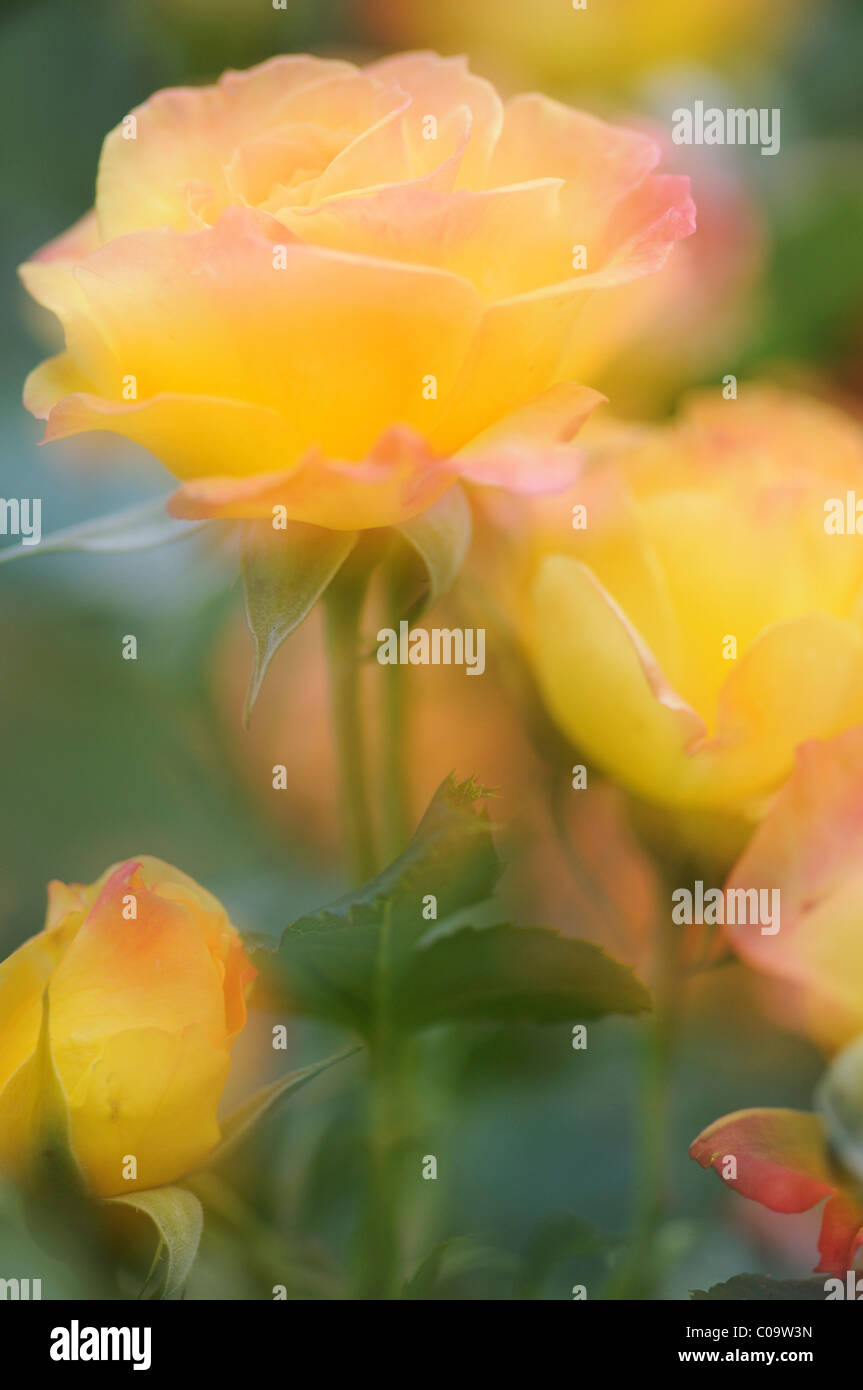 Floribundas hi-res stock photography and images - Alamy