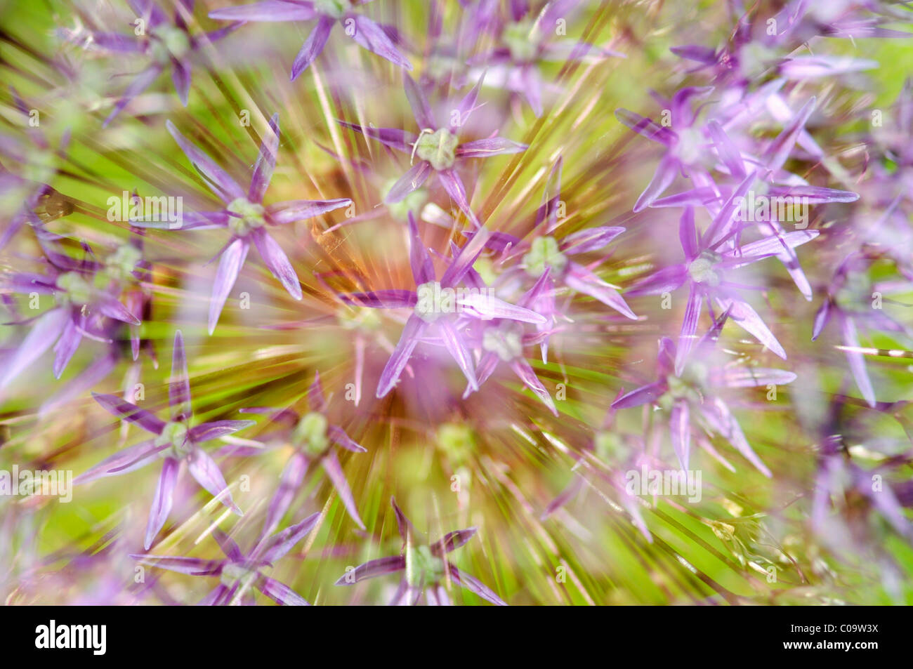 Round-headed Leek (Allium sphaerocephalon), detail, Germany, Europe ...