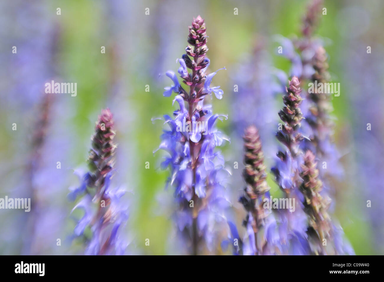 Woodland Sage (Salvia nemorosa), Germany, Europe Stock Photo - Alamy