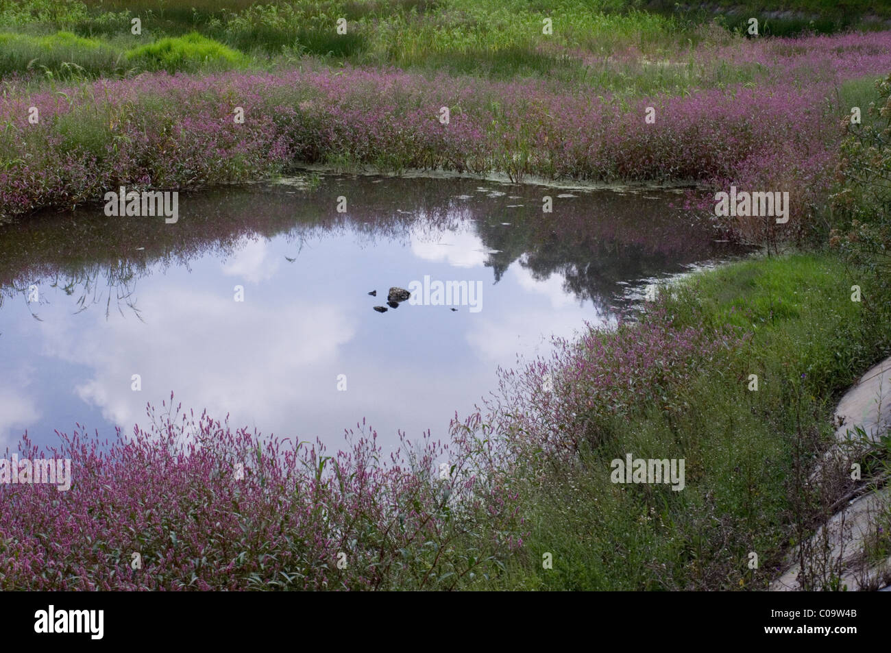 Vernal pond in central Mexico Stock Photo - Alamy