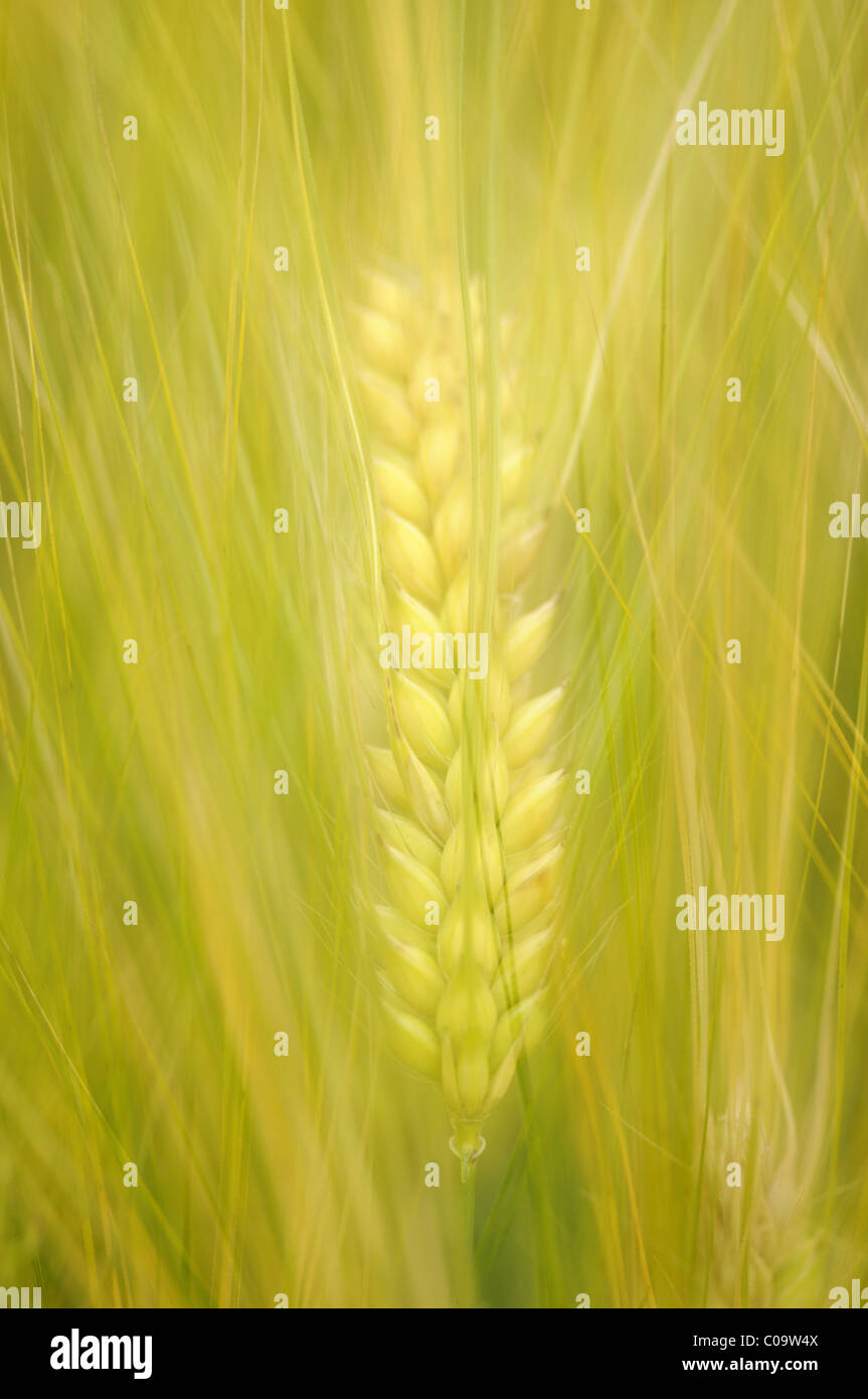 Ear barley hordeum vulgare germany hi-res stock photography and images ...