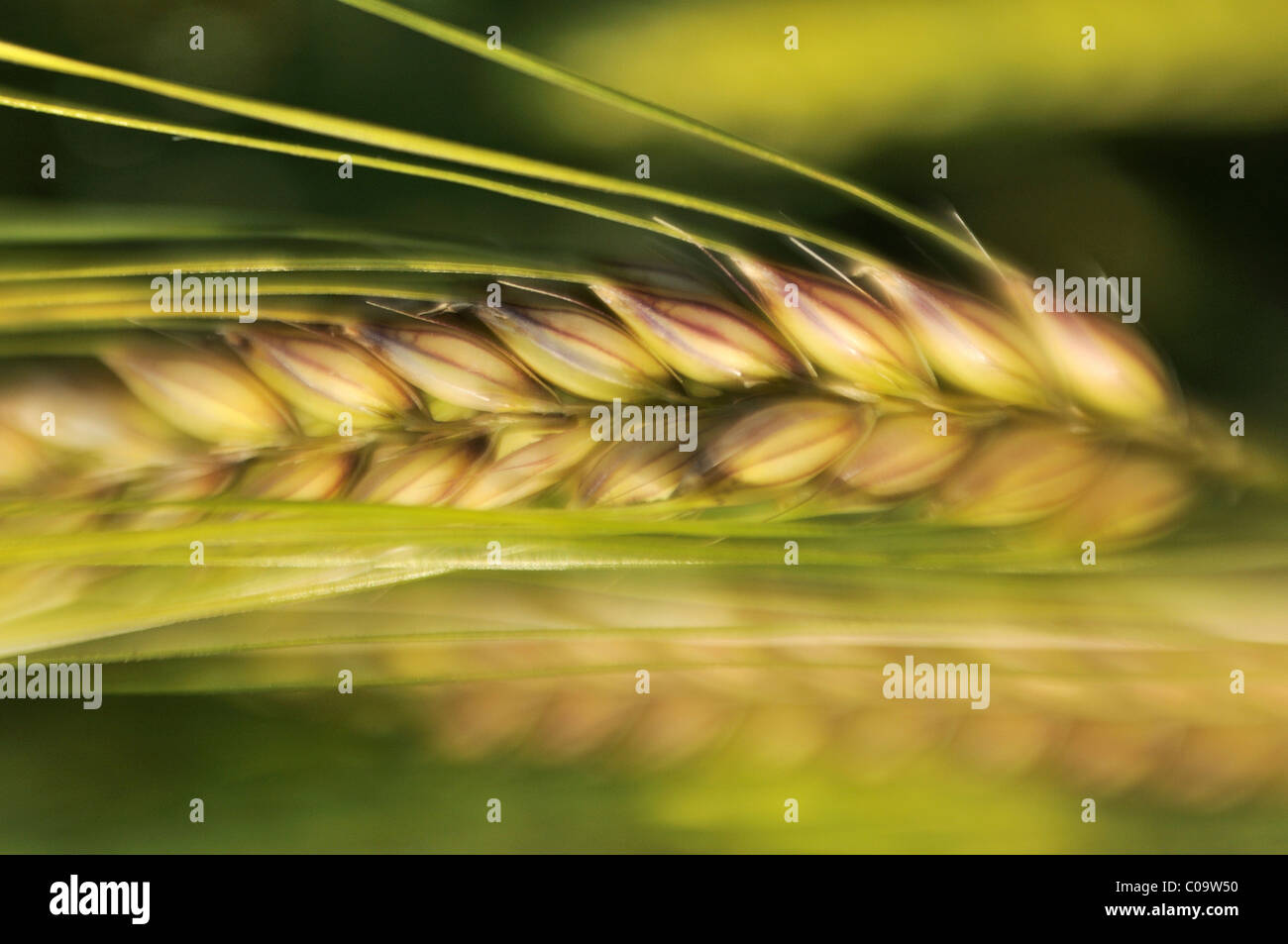 Barley hordeum vulgare ripe barley hi-res stock photography and images ...