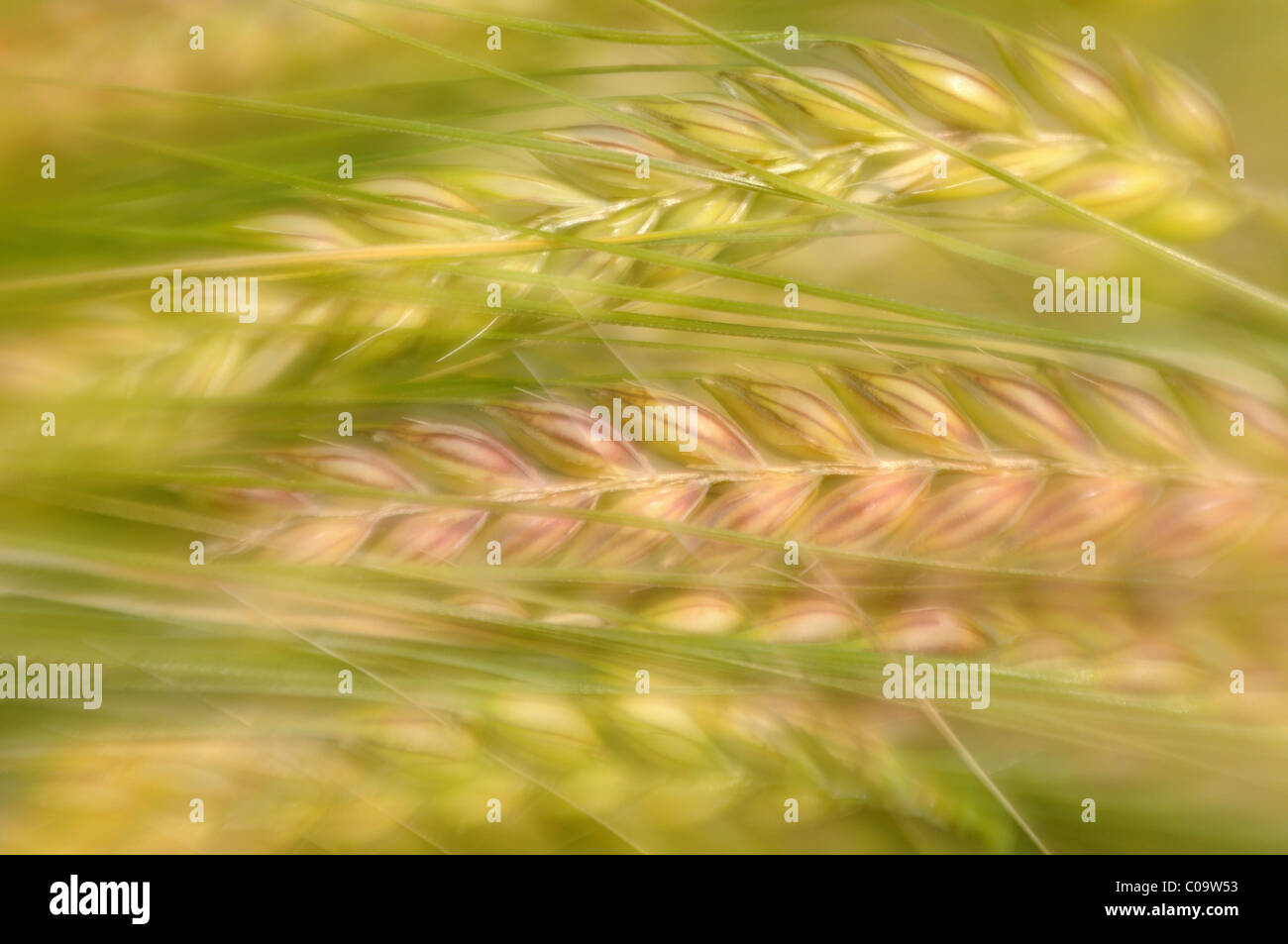 Half-ripe ears of Barley (Hordeum vulgare), Germany, Europe Stock Photo ...