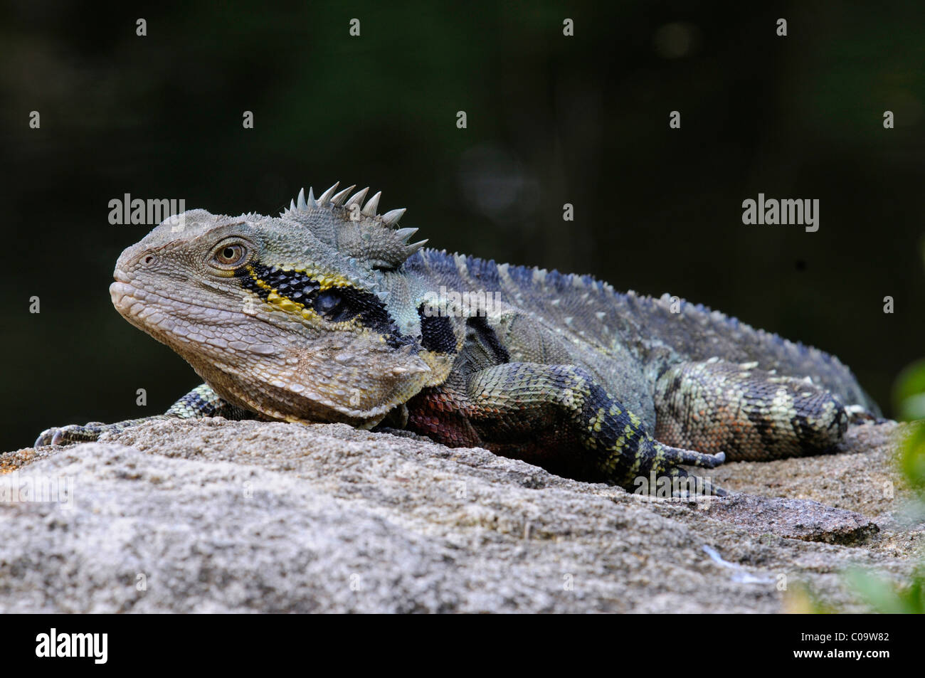 Australian water dragon (Physignathus lesueurii), Australia Stock Photo ...