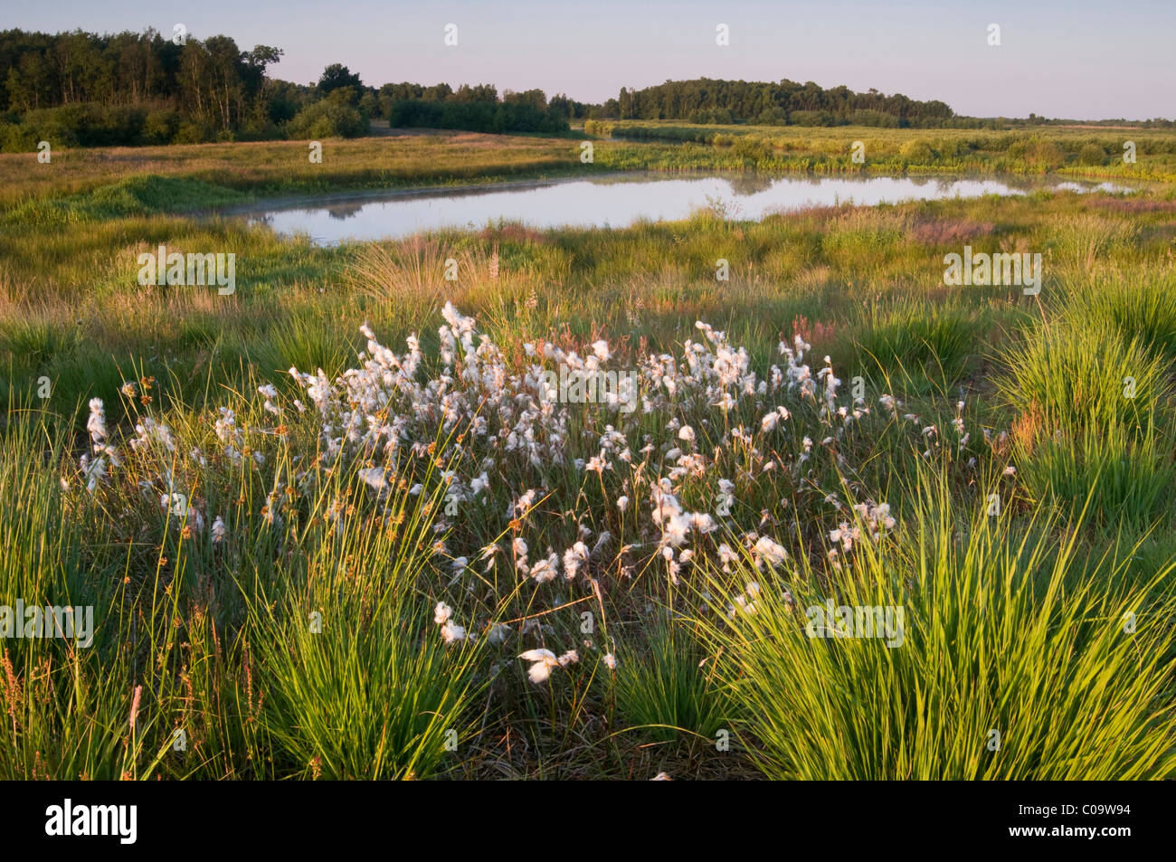 Common cottongrass (Eriophorum angustifolium) in Dutch raised bog ...