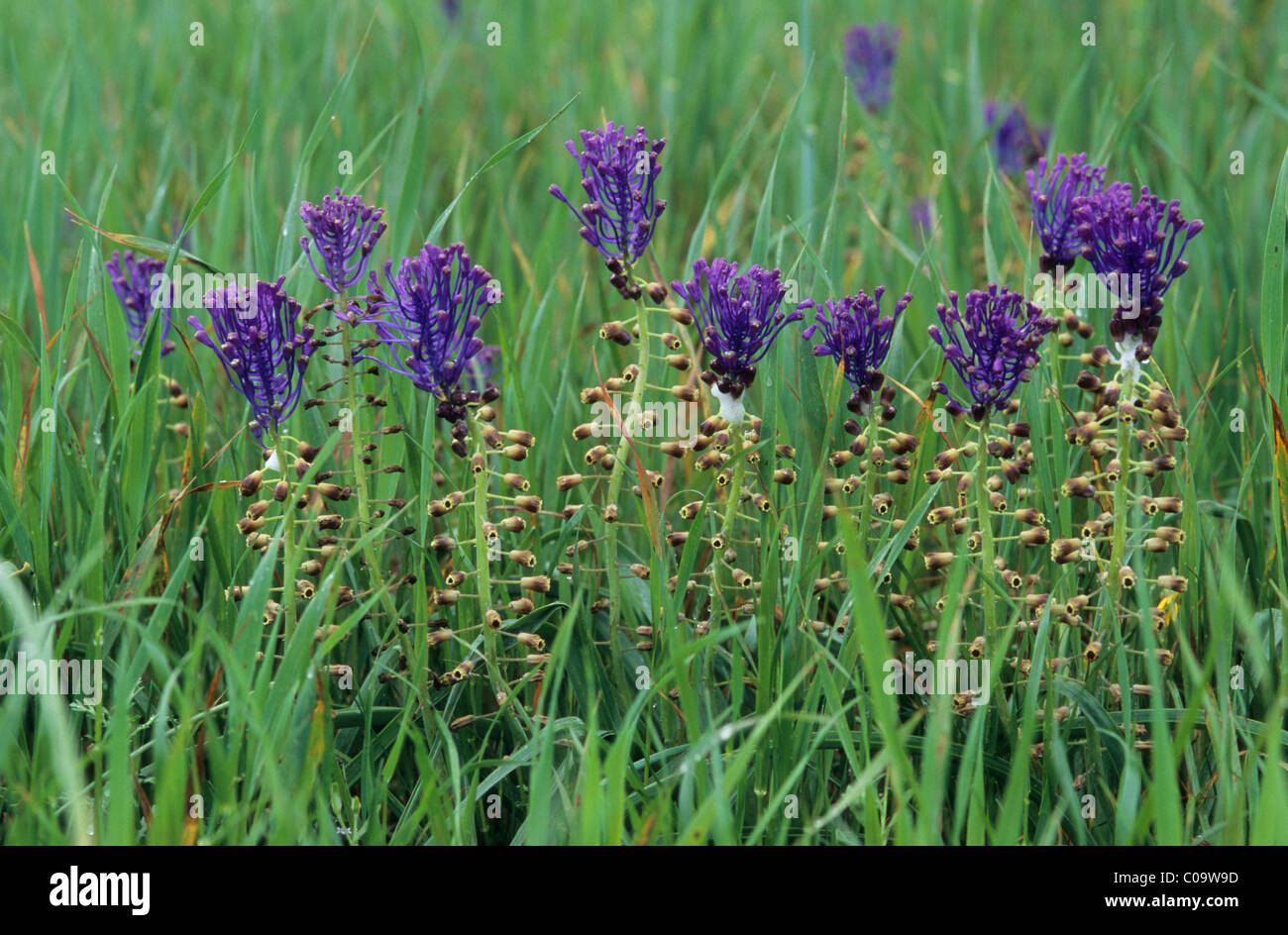 Tufted grape hyacinth, Hairy muscari, Edible muscari (Muscari comosum ...