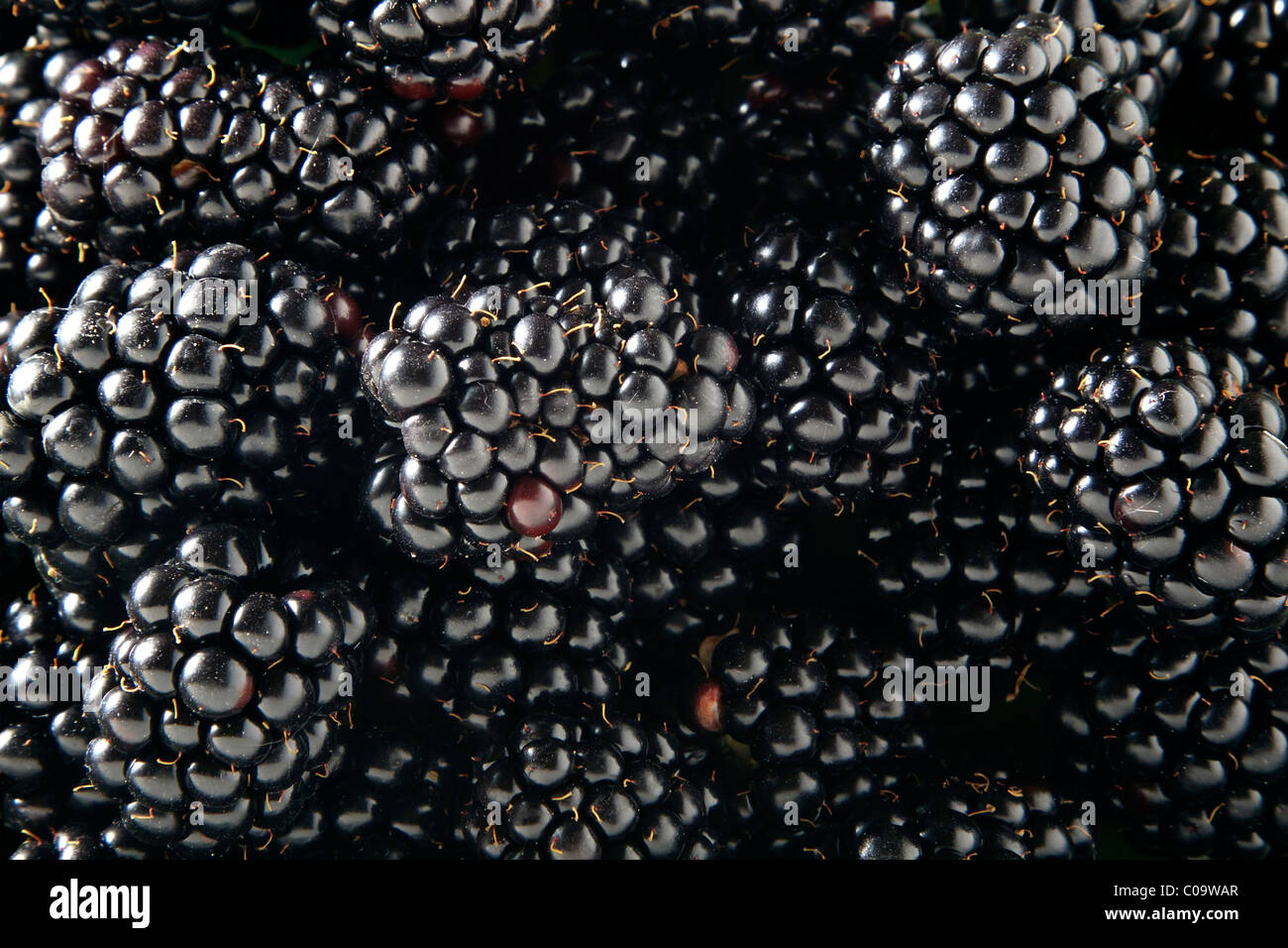 Rubus brambles hi-res stock photography and images - Alamy