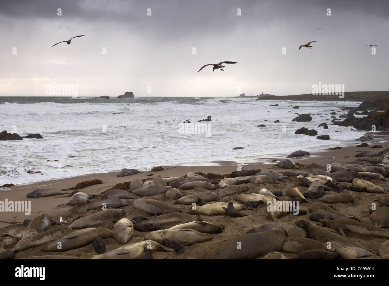 Group of Northern Elephant Seal (Mirounga angustirostris) on the shore ...