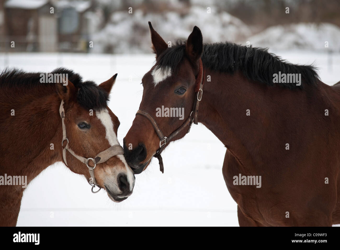 Social behavior of two mares, horses in a paddock, Blankenfelde near ...