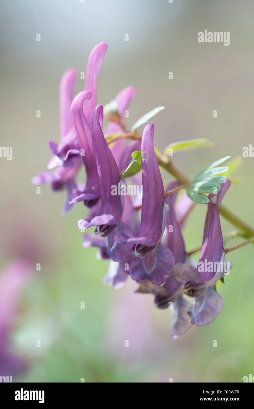 Bulbous Corydalis (Corydalis cava), early bloomer Stock Photo - Alamy