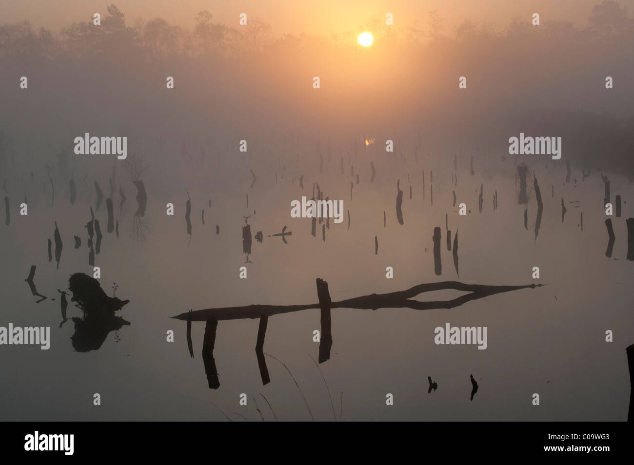 Sunrise in the Venner Moor, Venne, North Rhine-Westphalia, Germany ...