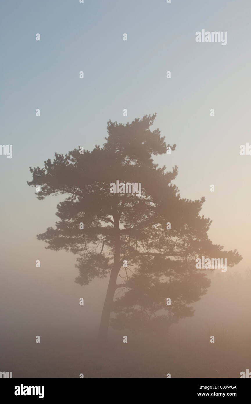 Venne hi-res stock photography and images - Alamy