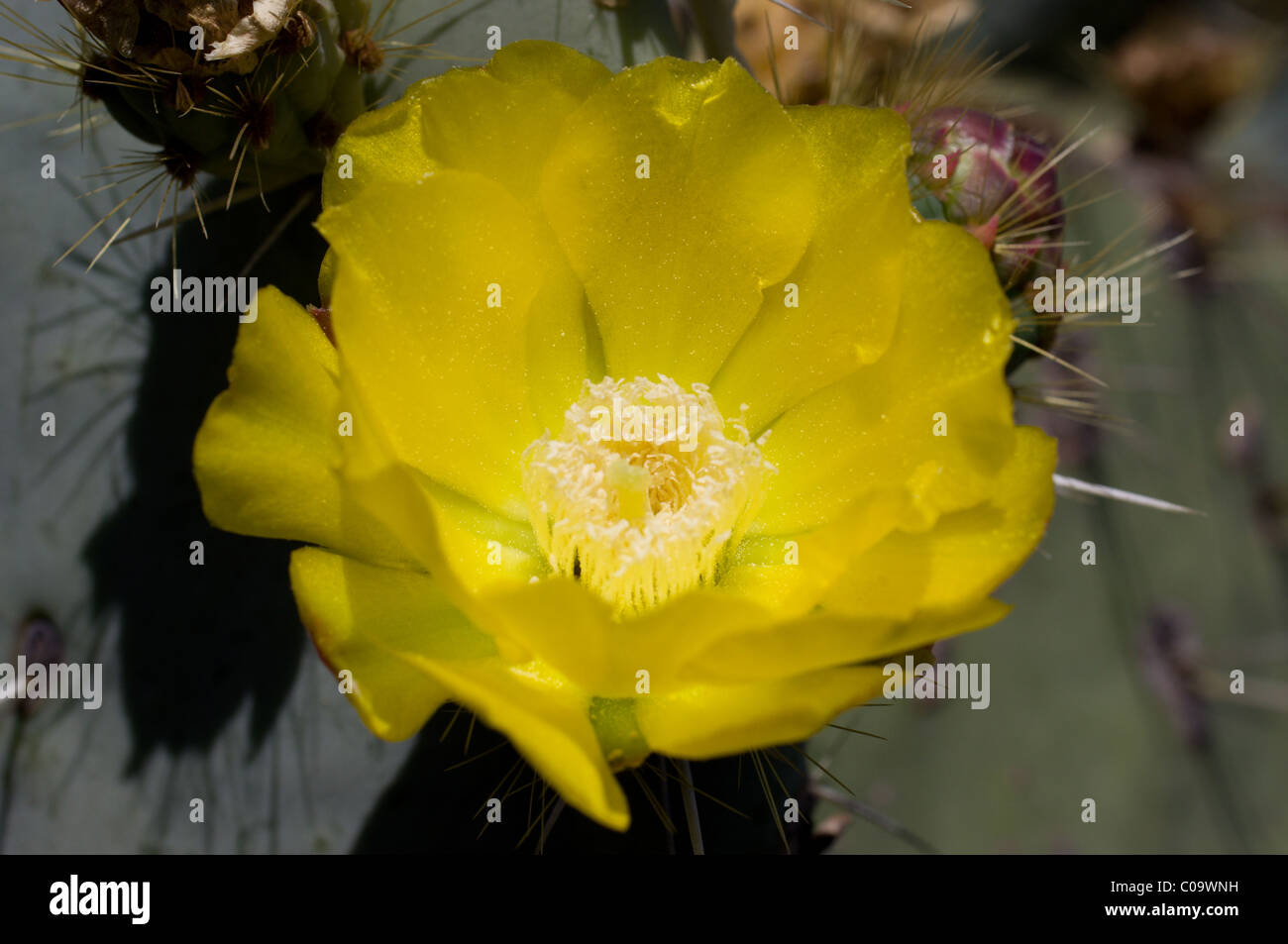 Opuntia robusta flower detail (Wheel Cactus or Camuesa Stock Photo - Alamy