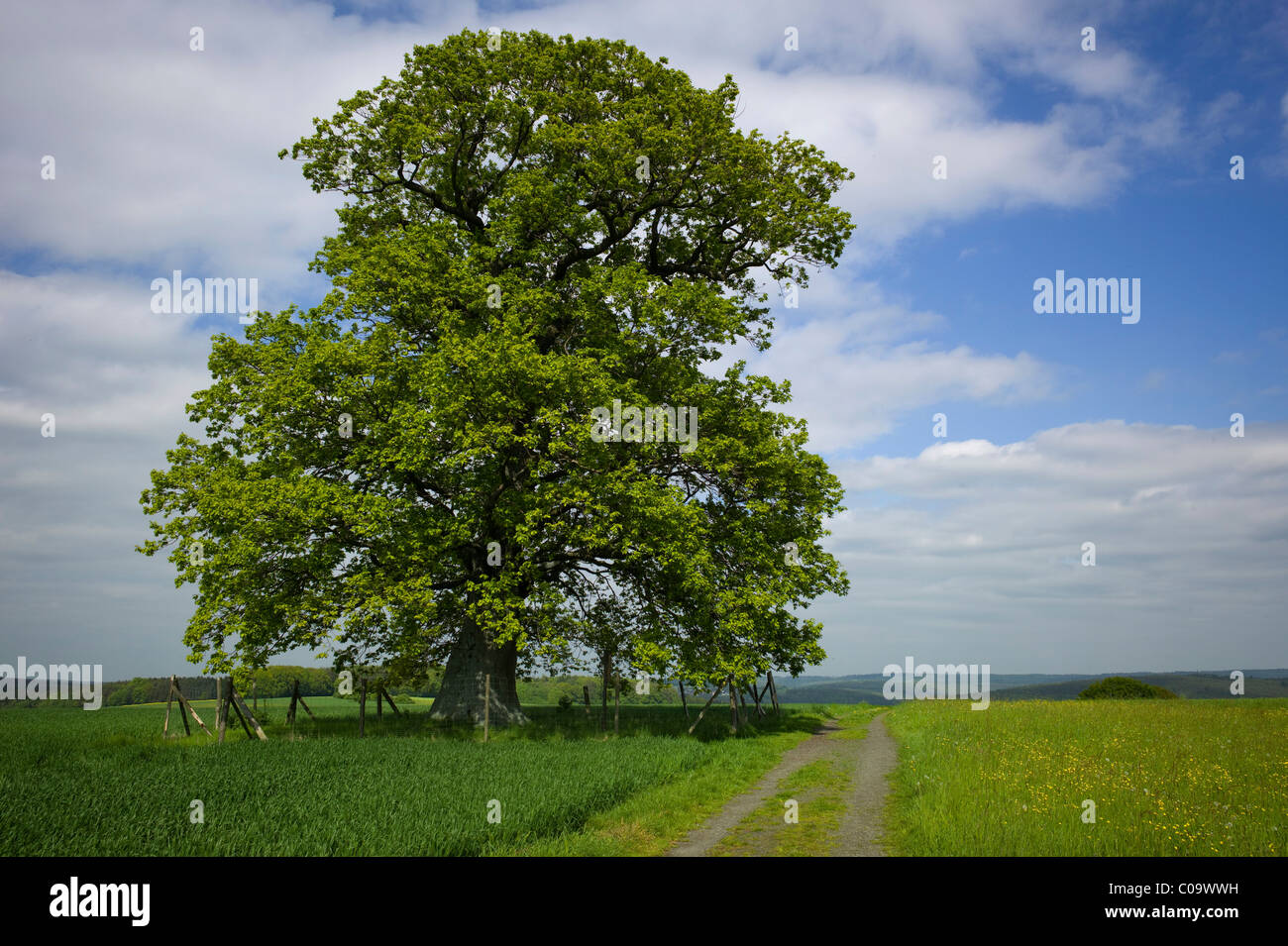 Oak tree hi-res stock photography and images - Alamy