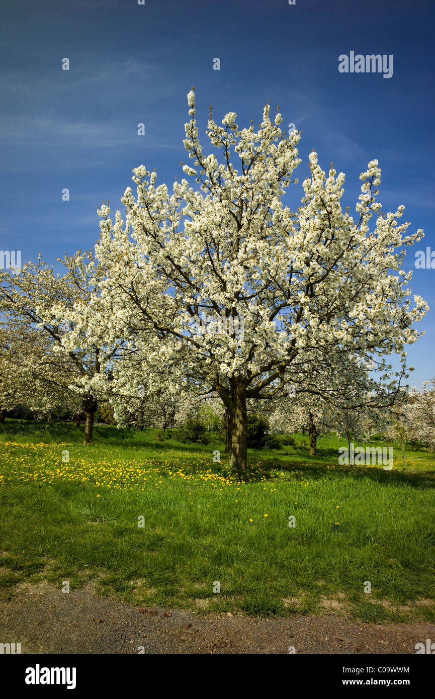 Flowering tree hi-res stock photography and images - Alamy