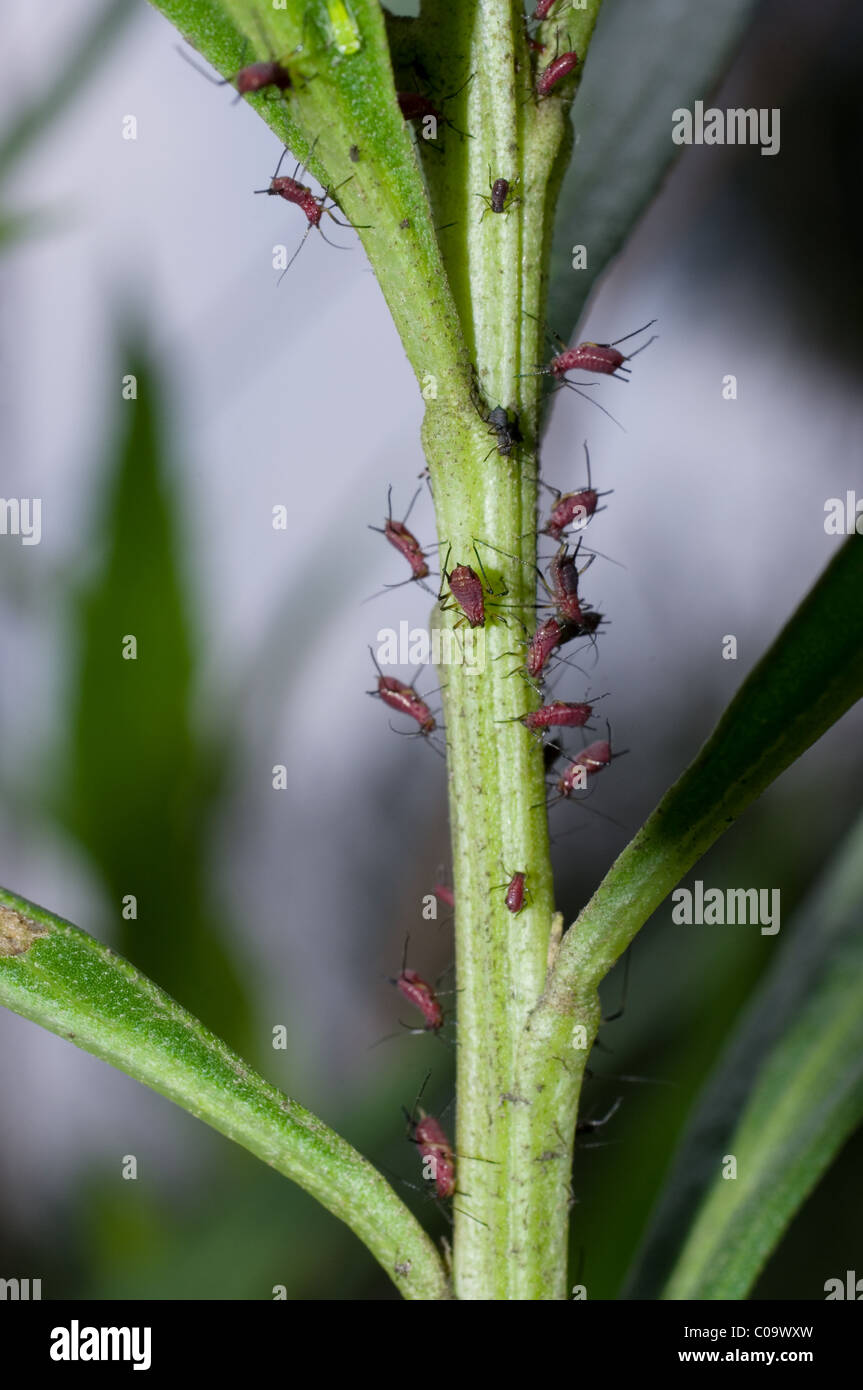Aphids feeding from a plant Stock Photo - Alamy