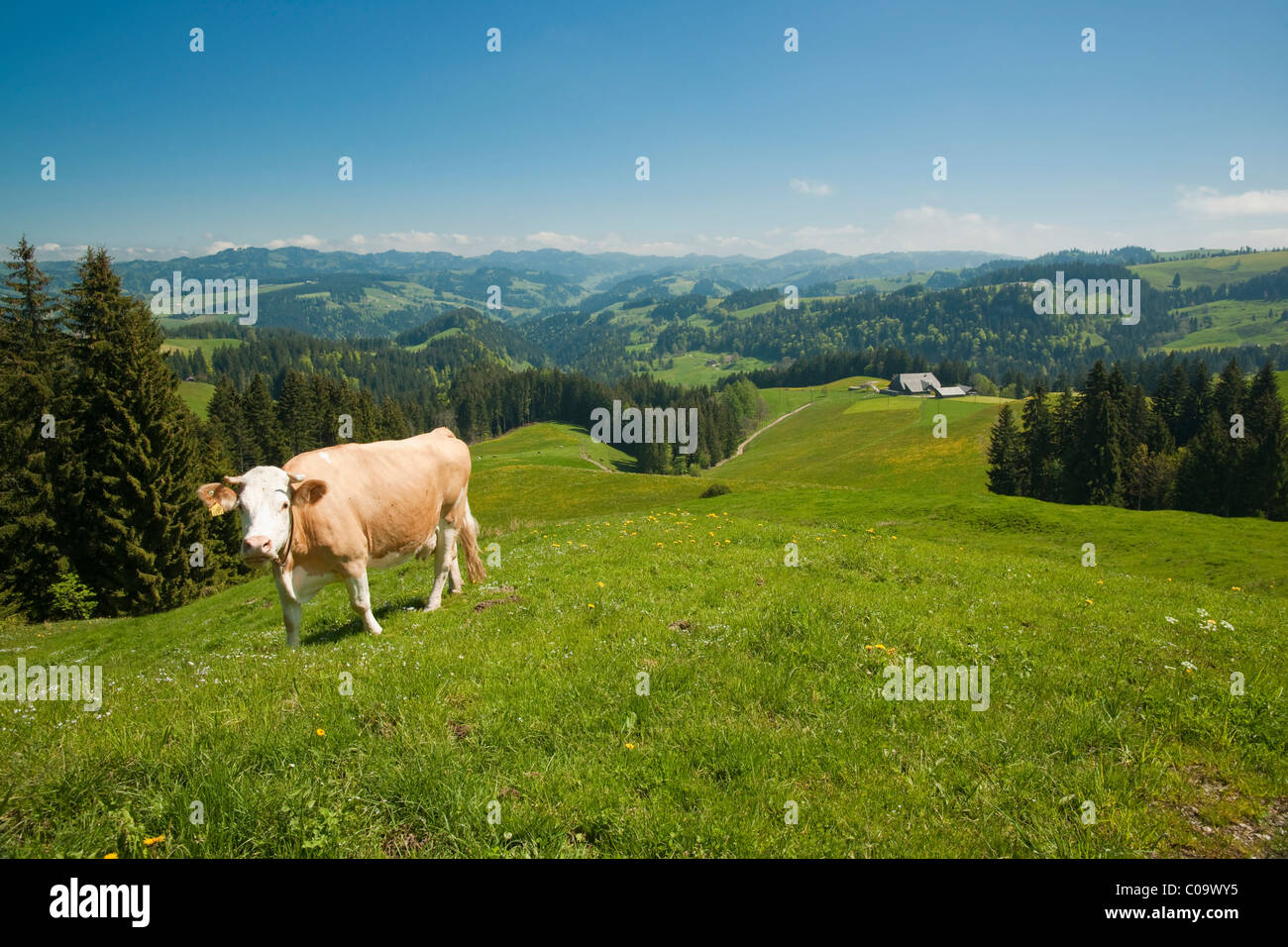 Emmental landscape with cattle grazing above Eggiwil, Canton Bern or ...