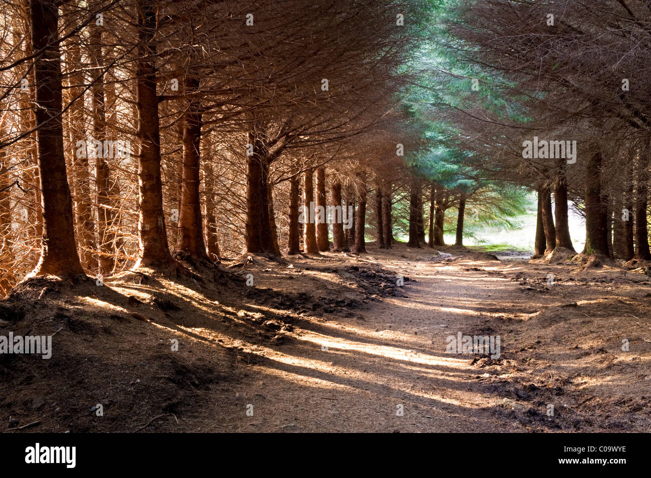Caledonian Pine Forest, Scottish Highlands, Scotland, UK Stock Photo ...